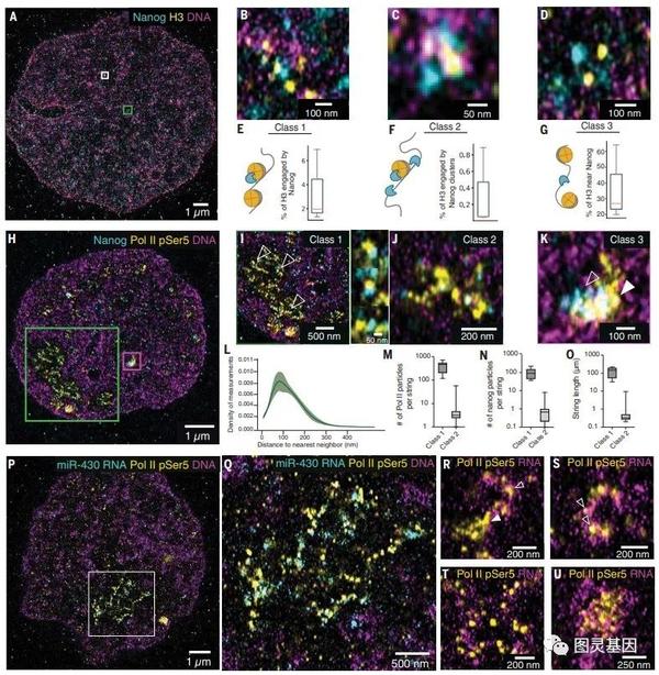 Science | 耶鲁大学医学院实现纳米水平观察细胞内染色质转录过程 - 知乎