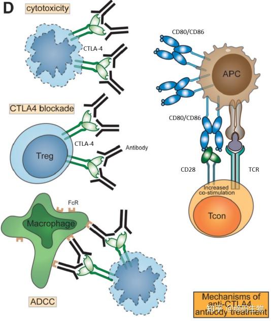 肿瘤免疫靶点 | CTLA-4 - 知乎