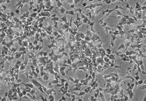 SH-SY5Y：苏州鉴达细胞鉴定（Cell Line Authentication）预警系列22 - 知乎