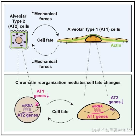 Cell | 肺泡上皮细胞命运维系的关键：呼吸介导的机械力 - 知乎