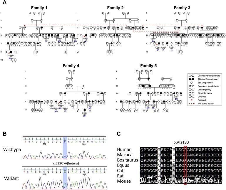 【新基因】遗传性黄斑视网膜病变的新分型致病基因CLEC3B是如何被发现的？ - 知乎