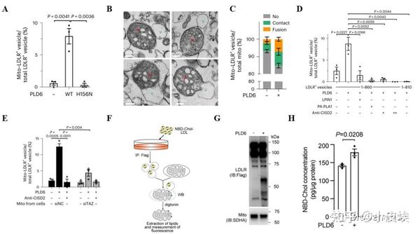 Nature Cell Biology | 新知识：细胞蛋白降解的第三条途径 - 知乎