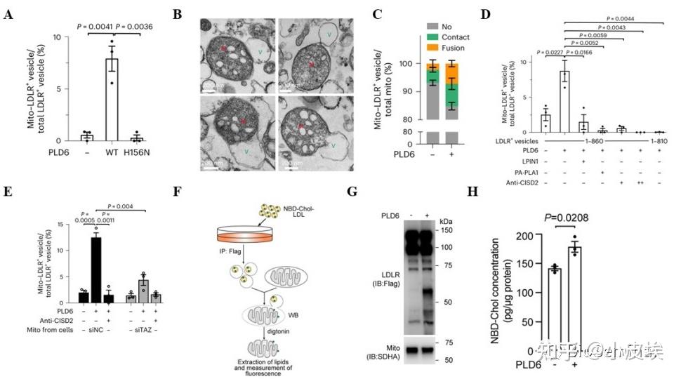 Nature Cell Biology | 新知识：细胞蛋白降解的第三条途径 - 知乎