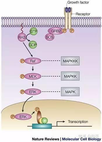 经典信号通路总结——MAPK信号通路 - 知乎