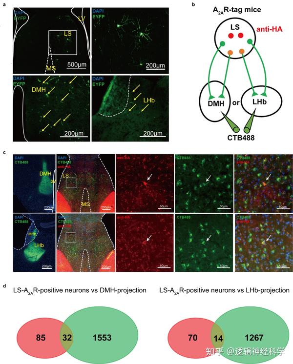 Nat Commun︱温州医科大学陈江帆/郭卫团队揭示外侧隔区腺苷A2A受体调控抑郁样行为的神经环路机制 - 知乎