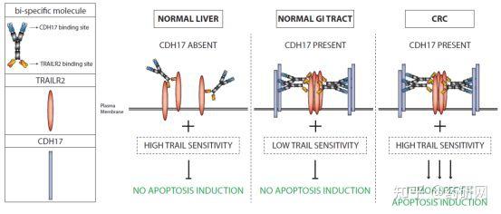 消化道肿瘤靶点新星：CDH17 - 知乎