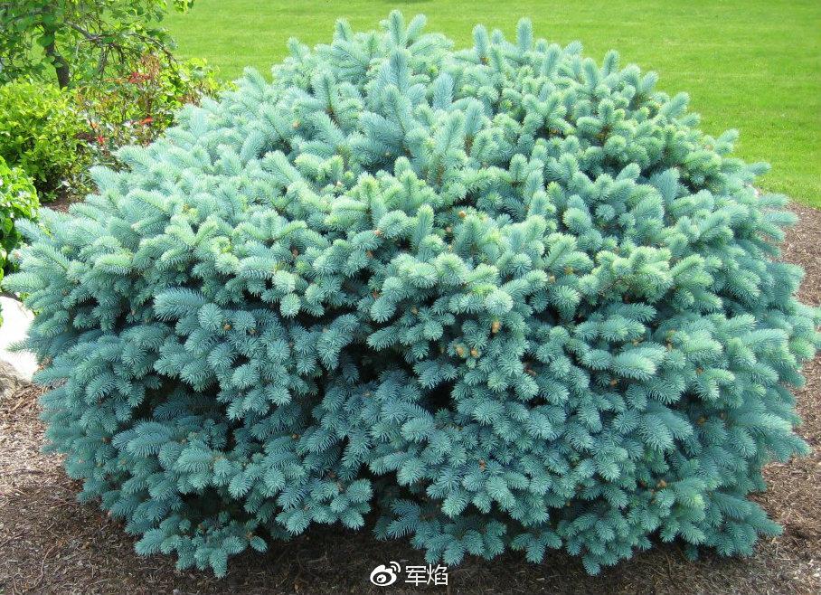 花园植物|蓝杉-冬季最美的蓝色 - 知乎