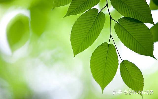看绿色能保护眼睛？推荐4大护眼方法 知乎