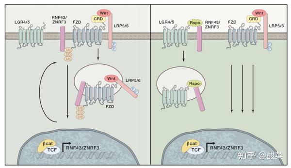 来看！为你翻译了这篇Cell综述，不再遗憾错过Wnt信号通路 - 知乎