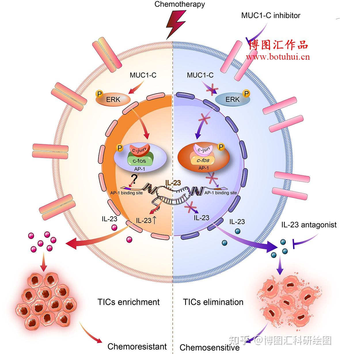 科研美图SCI插图封面图摘要图图文摘要TOC图 - 知乎