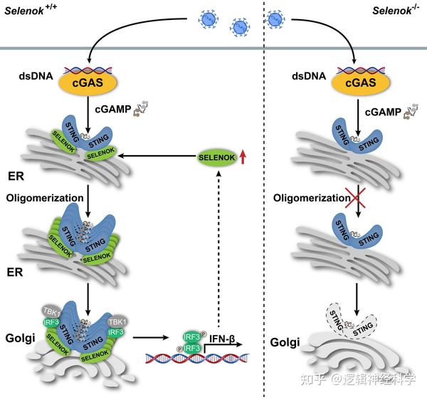 PLoS Pathog︱山东大学贾木天/赵伟团队揭示硒蛋白调控STING激活新机制 - 知乎