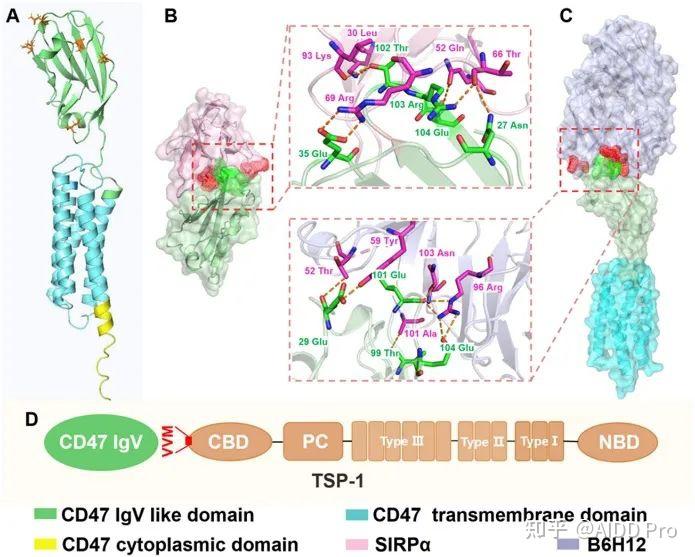 CD47靶向药物设计：超越免疫检查点 - 知乎