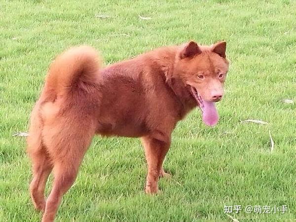 “五红犬”为啥越来越受欢迎？铲屎官：养了就不想换狗了 - 知乎