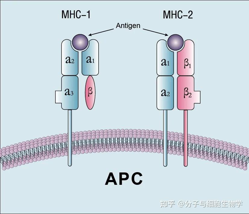 【干货】一文读懂MHC分子与APC细胞及T细胞之间的关联 - 知乎