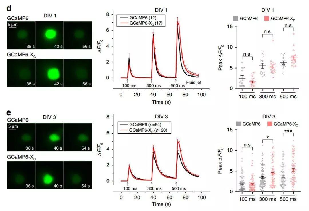 新一代无损伤钙离子探针“GCaMP-X” - 知乎