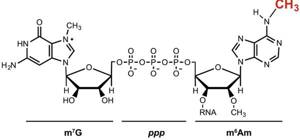Cell Research | 伊成器组鉴定新型RNA修饰m6Am甲基转移酶 - 知乎