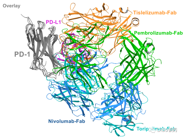 PD1抗体epitope比较 - 知乎