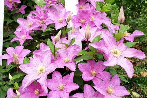 时光煮雨，藤蔓生花 - 知乎