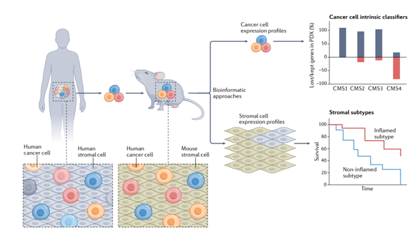 Nat Rev | 患者来源异种移植物（PDX）模型与精准肿瘤学 - 知乎