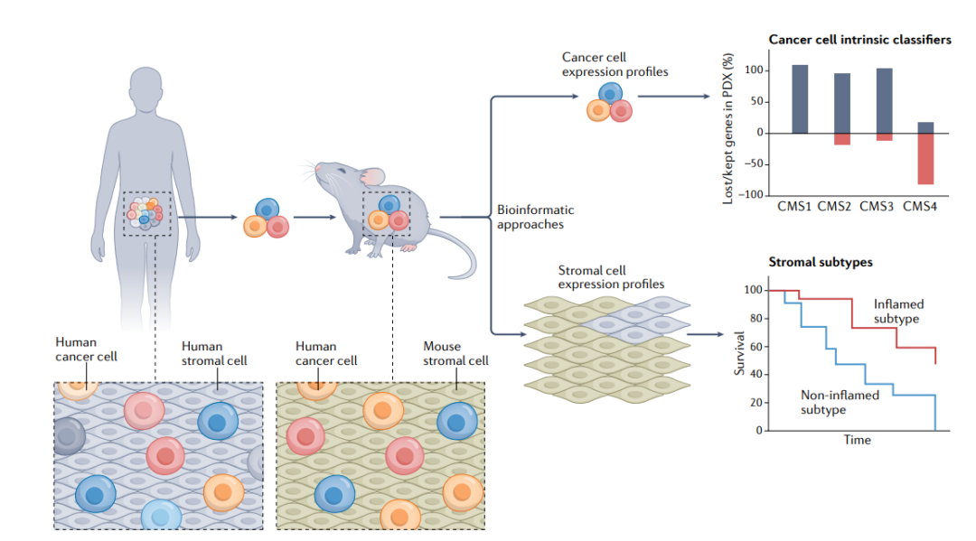 Nat Rev | 患者来源异种移植物（PDX）模型与精准肿瘤学 - 知乎