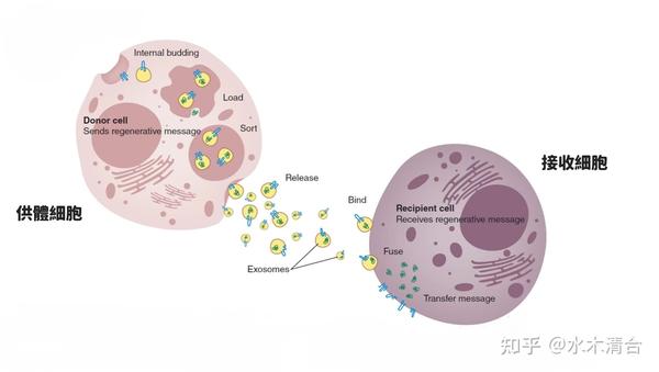 医学知识科普小课堂——外泌体（一） - 知乎