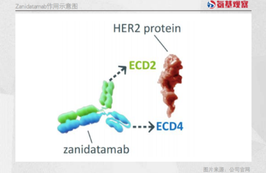 HER2 ADC风口来了，但又没来 - 知乎