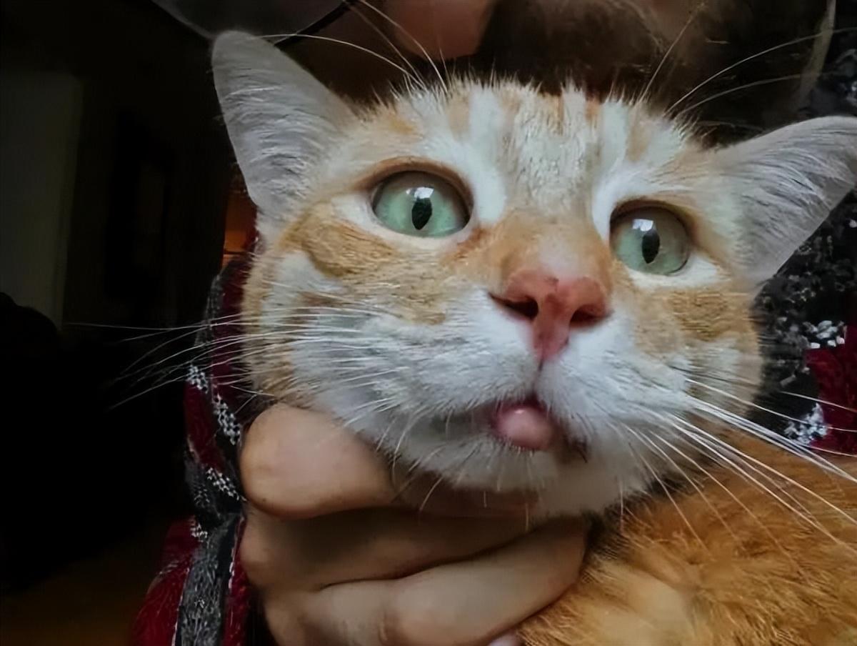 猫咪嘴巴突然肿了怎么办?真不是上火! 知乎