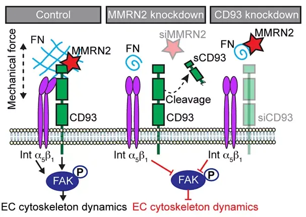 CD93，一颗冉冉升起的新星？ - 知乎