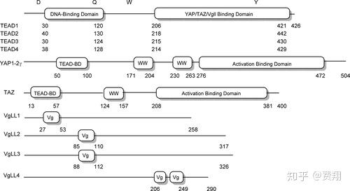 【JMC】TEAD靶点综述 - 知乎