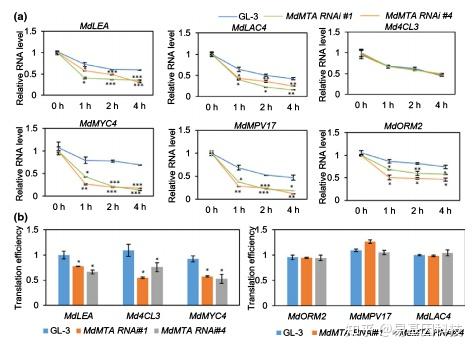 作物育种：MdMTA介导的RNA甲基化(m6A修饰)在苹果抗逆品种选育中的作用研究 - 知乎