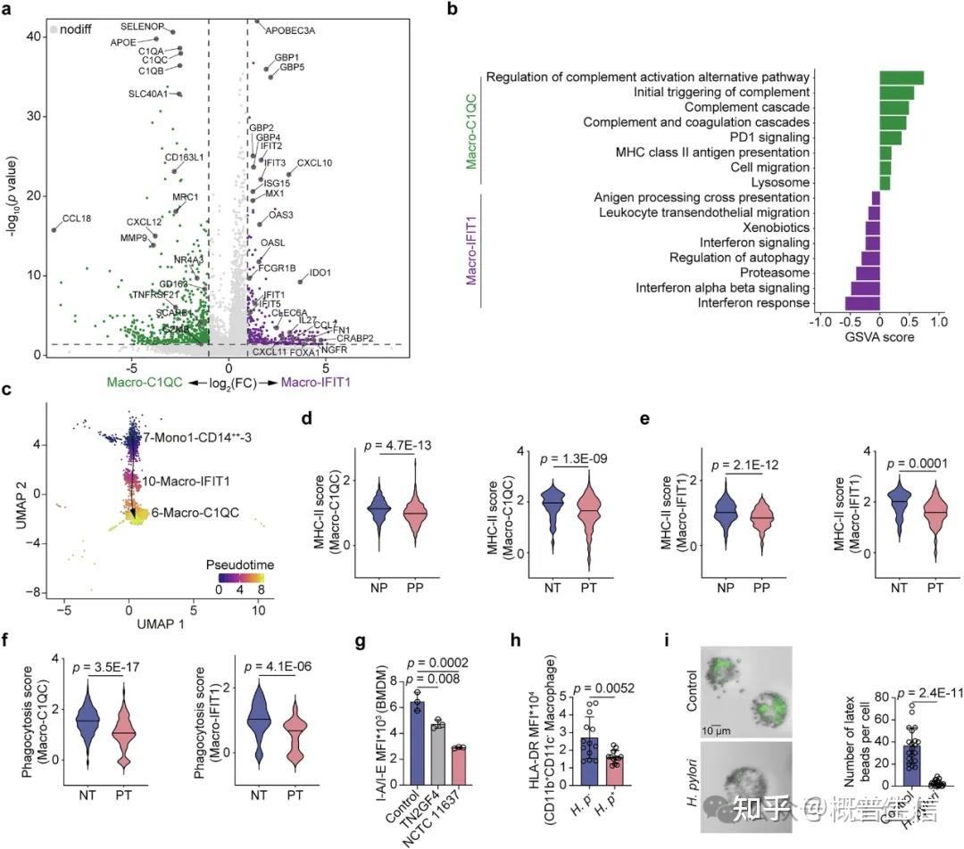 Nature重磅揭秘胃部"细胞暗战"：幽门螺杆菌如何"绑架"人类胃部免疫系统？ - 知乎