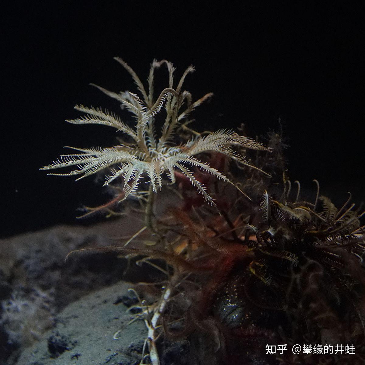 【地球演义】第二百七十四回 异界来客7：Alura Une - 知乎