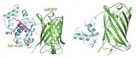 新一代无损伤钙离子探针“GCaMP-X” - 知乎