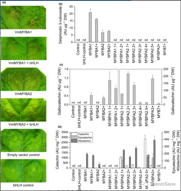 【New Phytol】MYBA 和 MYBPA 转录因子共同调节蓝色浆果中的花青素生物合成 - 知乎