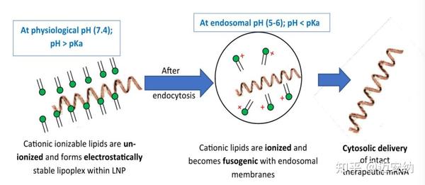 mRNA-LNP疫苗的设计考量 - 知乎