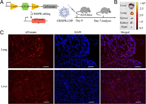 PNAS | Lung-selective mRNA delivery of synthetic lipid nanoparticles ...
