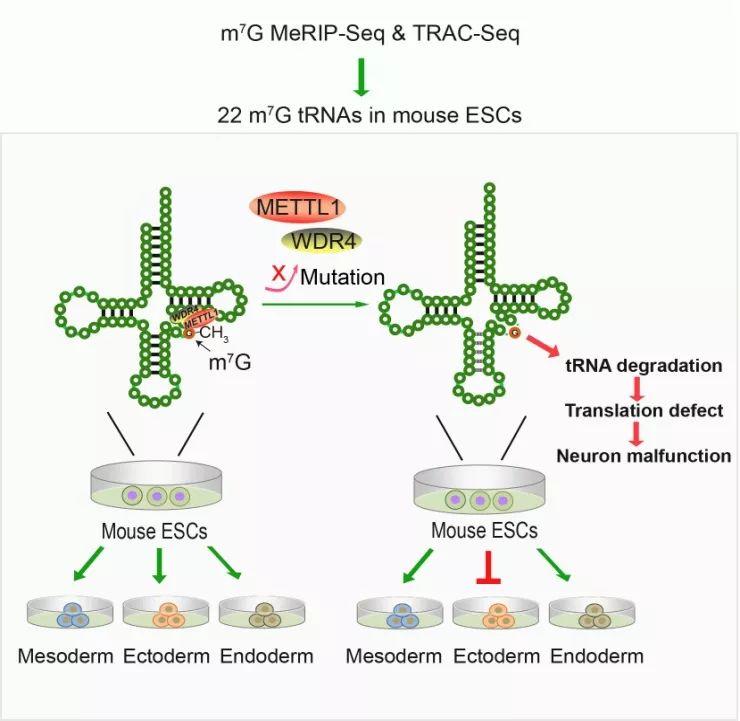 Mol Cell | 林水宾博士等揭示tRNA m7G修饰谱新功能 - 知乎