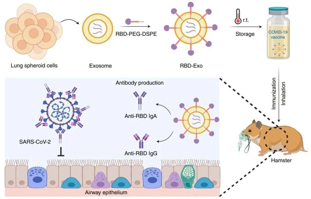外泌体介绍 - MedChemExpress - 知乎