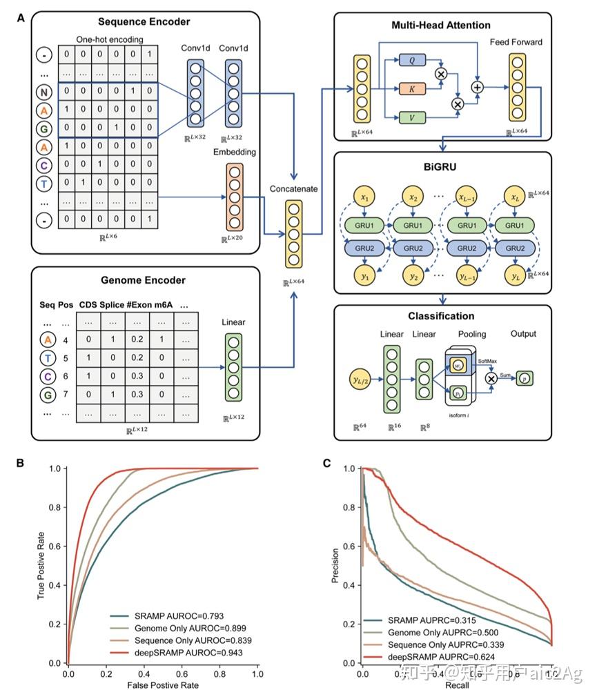 【基预科技】Transformer-BiGRU：用于哺乳动物m6A位点预测的组合深度学习框架 - 知乎