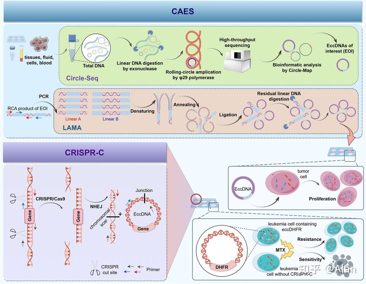 图博基因提供技术咨询支持的高分文章发表在Molecular Cancer杂志上，揭秘eccDNA从生成机制到癌症与健康的临床意义 - 知乎