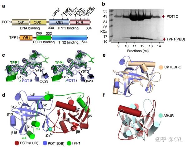【文献翻译】人POT1-TPP1端粒复合体的结构和功能分析 - 知乎