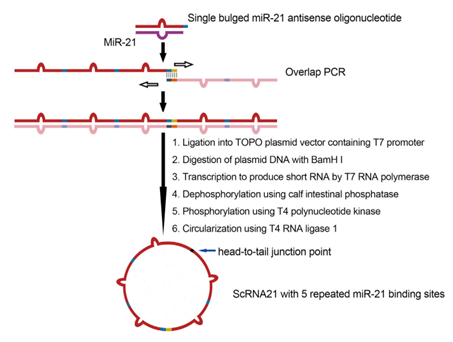 【耀文解读】环状RNA(circRNA)的miRNA分子海绵功能与潜在医学转化 - 知乎