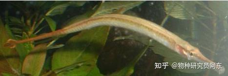 不是真龙但依旧惊艳！淡水海龙鱼（Freshwater sea dragon fish）品种大赏 - 知乎