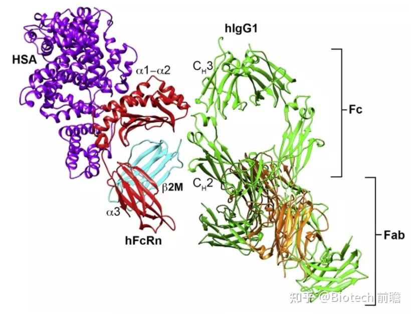 FcRn不仅与IgG抗体半衰期相关，与自身免疫疾病同样相关 - 知乎