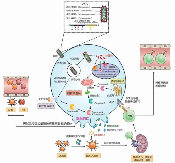 溶瘤病毒药效服务系列 | 第三章 · 水疱性口炎病毒(VSV) - 知乎