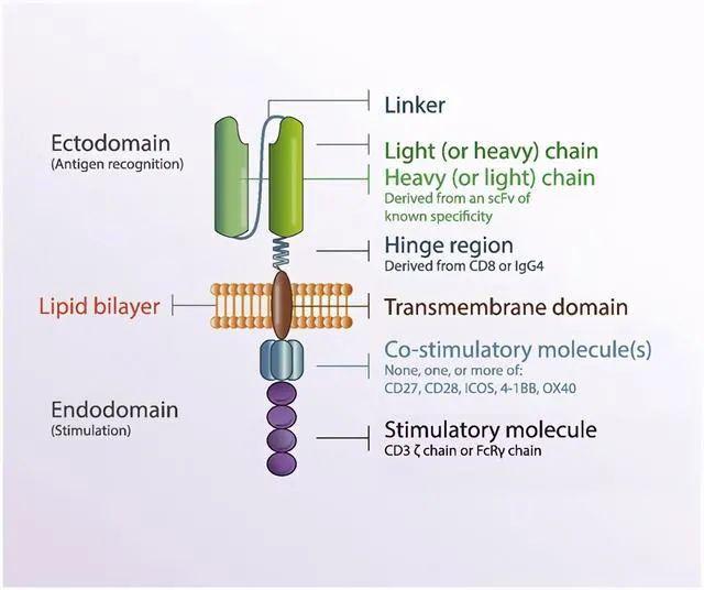 【干货】CAR-T载体的每个元件的功能介绍 - 知乎