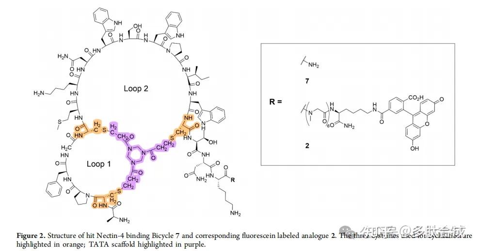 BT8009 的发现：一种用于癌症治疗的靶向Nectin-4的双环毒素偶联物 - 知乎