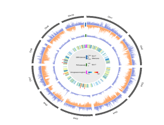 泛基因组(Pan-genome)研究思路与应用—作物篇 - 知乎