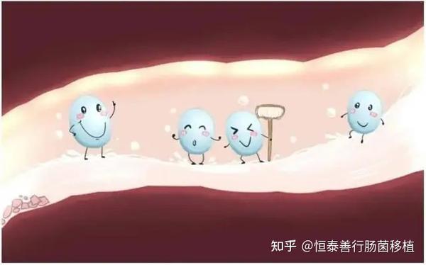 瘤胃球菌属 Ruminococcus - 知乎