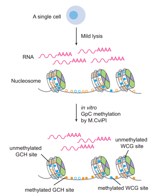 scNanoCOOL-seq: 单细胞多组学测序技术的新里程碑 - 知乎